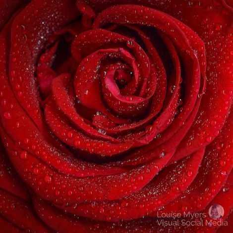 100 Best Rose Quotes for Love and Life, Thorns and All! | LouiseM