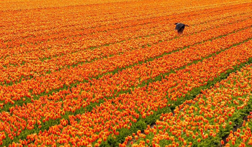 Orange Color Meaning: How to Use It to Evoke Enthusiasm & Adventure ...