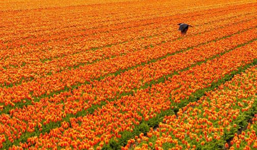 Orange Color Meaning: How to Use It to Evoke Enthusiasm & Adventure ...